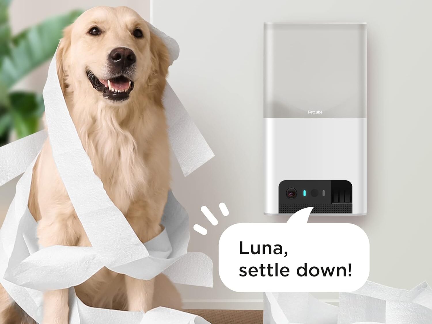 Pet Camera Treats Dispenser Guide: Should You Get the Petcube Bites 2 Lite?